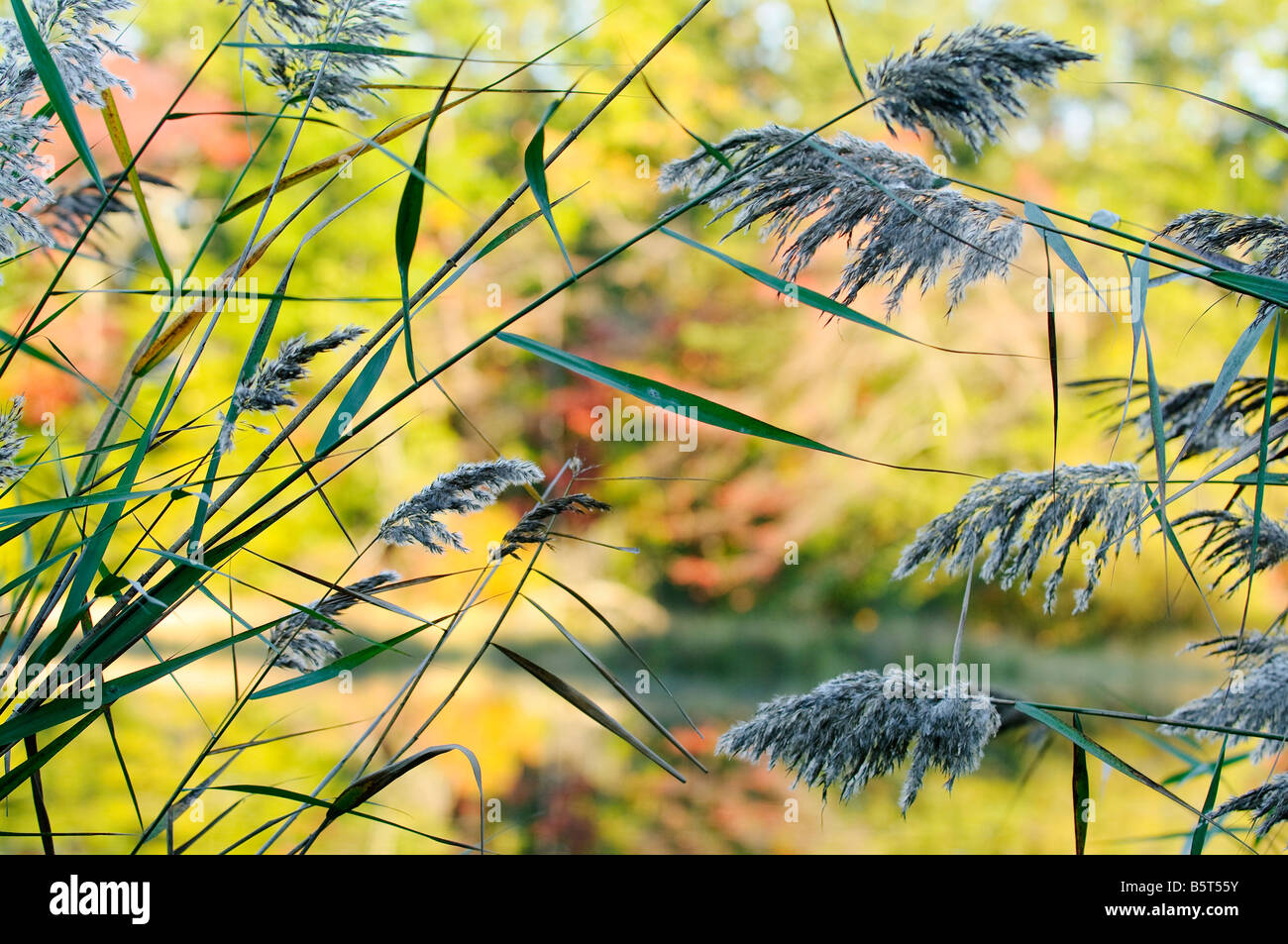Phragmites, common reeds on the shoreline of a Chesapeake Bay marsh ...