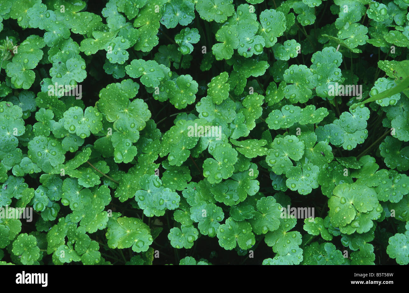Hydrocotyle Ranunculoides Floating Pennywort (Hydrocotyle