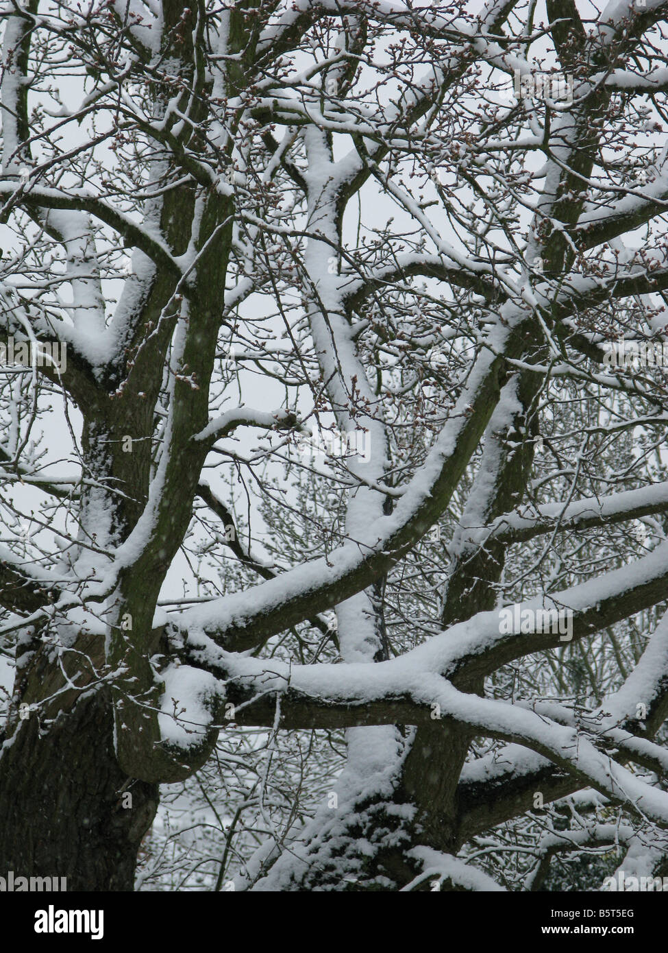Oak in snowfall hi-res stock photography and images - Alamy