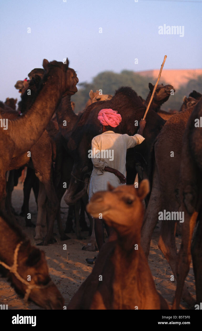 Camel trader at the Pushkar fair in India Stock Photo - Alamy