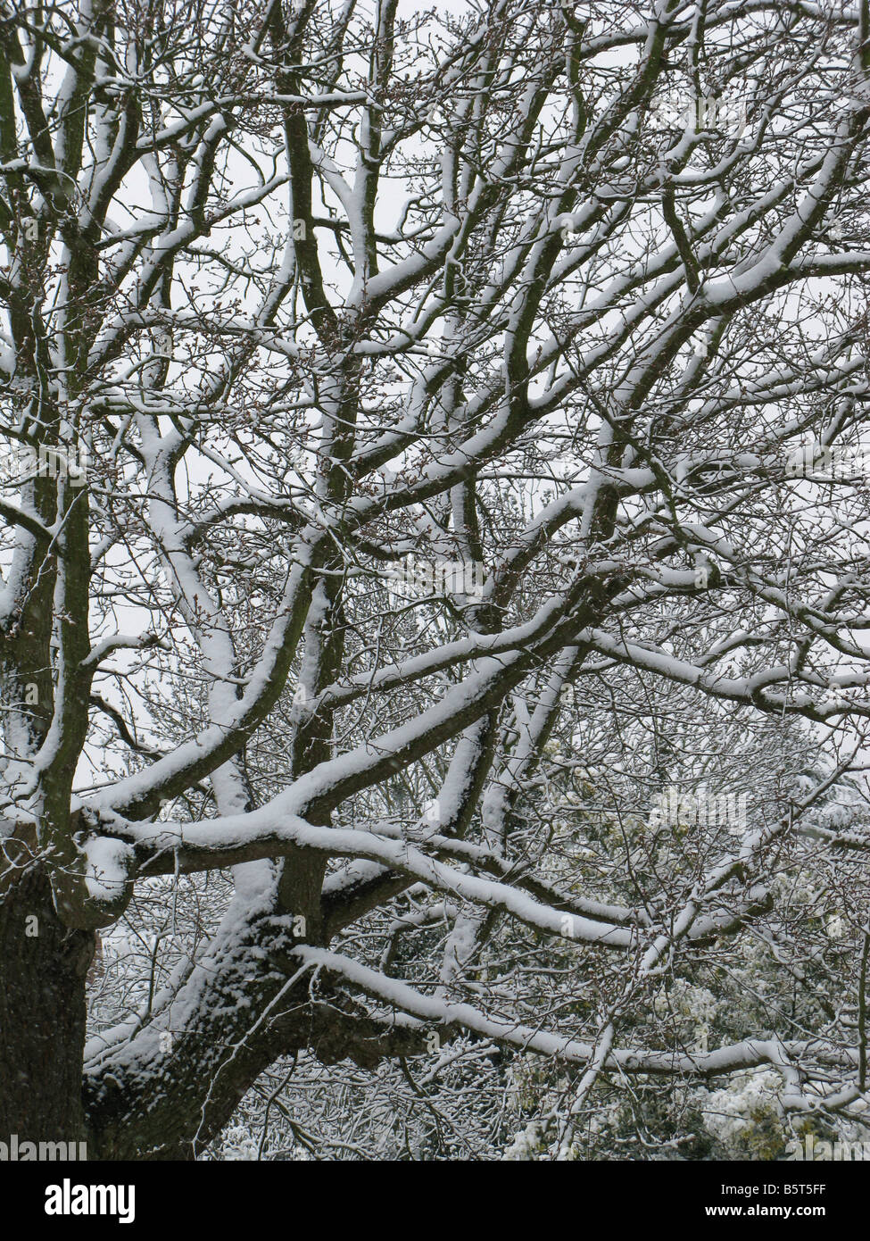 Oak tree branches with outline of snow Stock Photo - Alamy