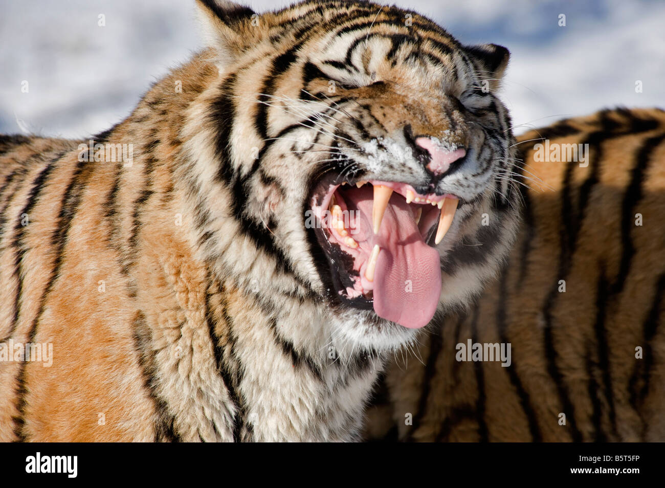 Flehmen response of male Amur or Siberian tiger Panthera tigris altaica ...