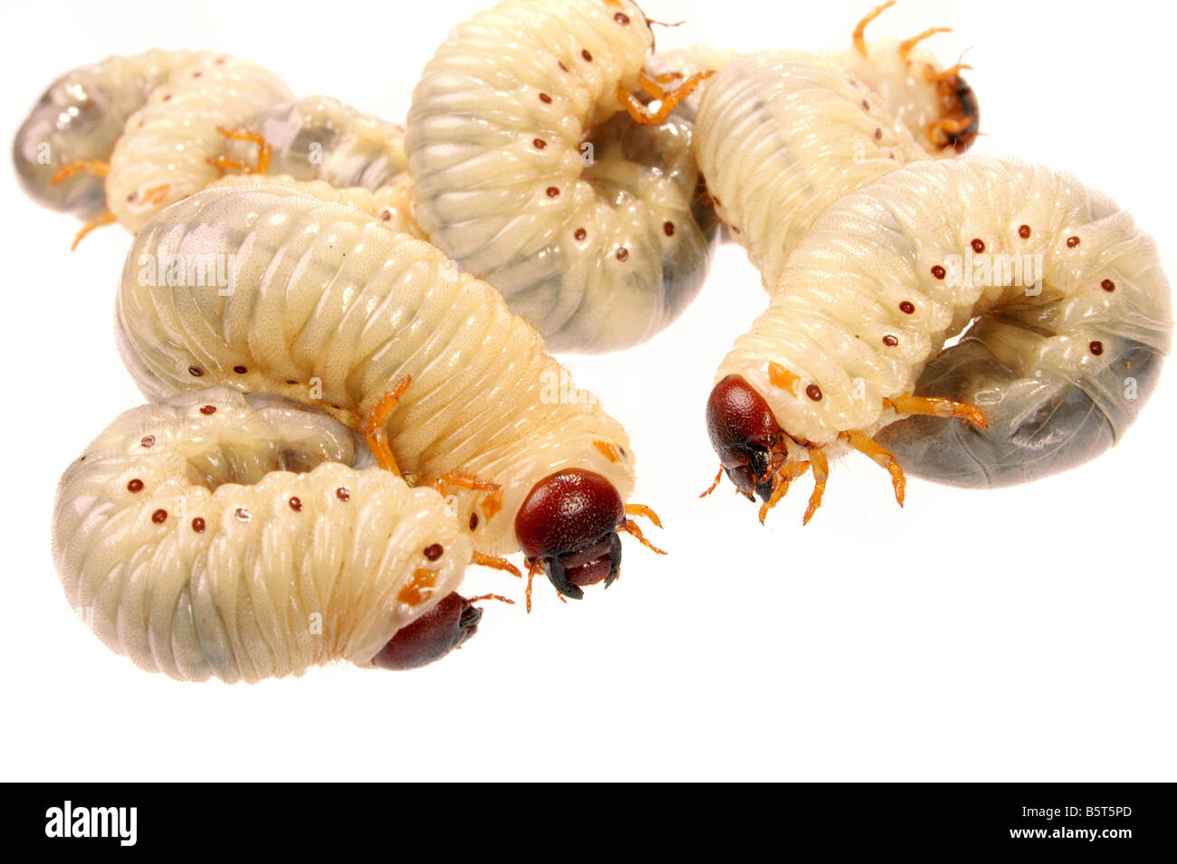 Grub insect hi-res stock photography and images - Alamy