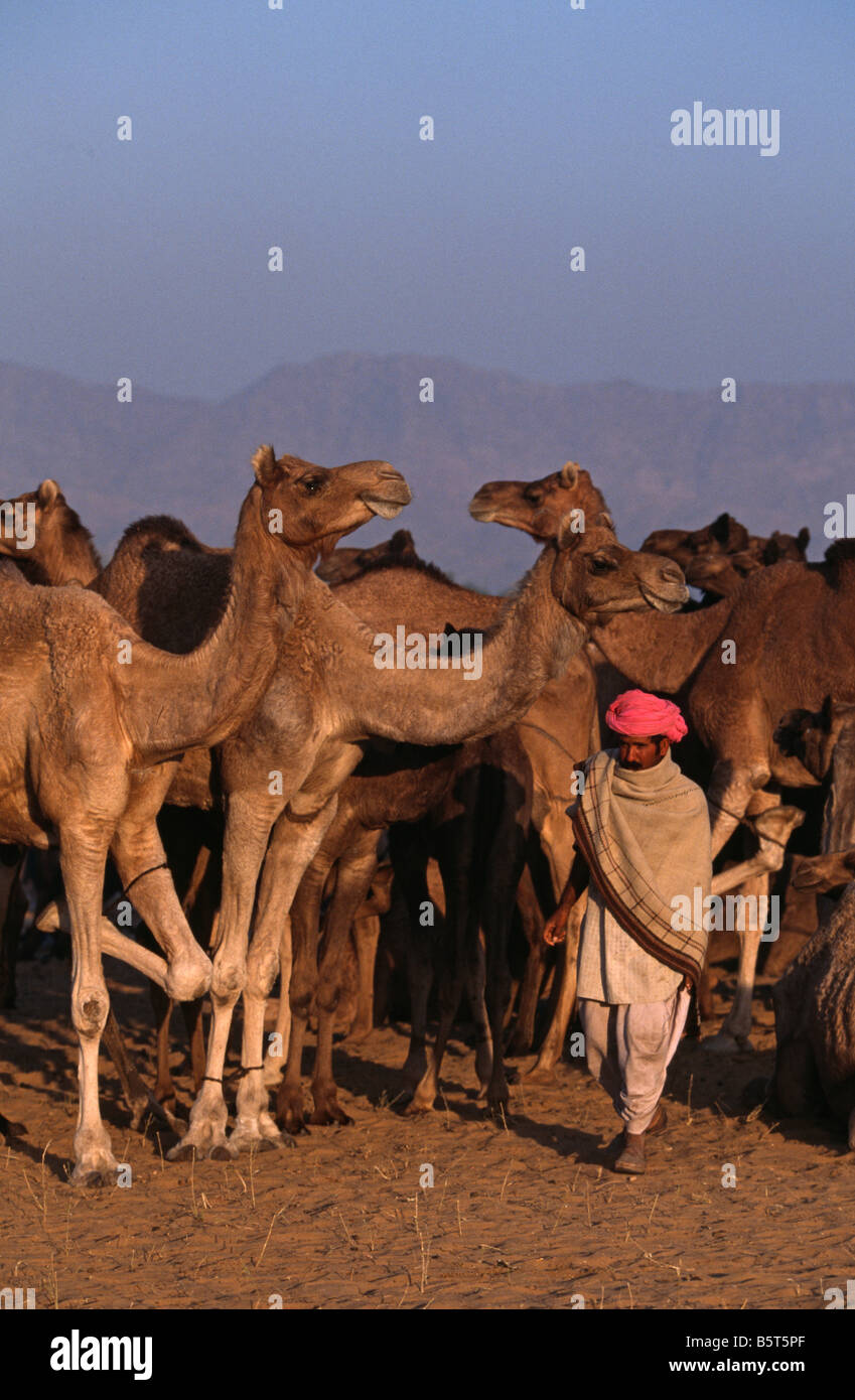 Camel trader at the Pushkar fair in India Stock Photo - Alamy