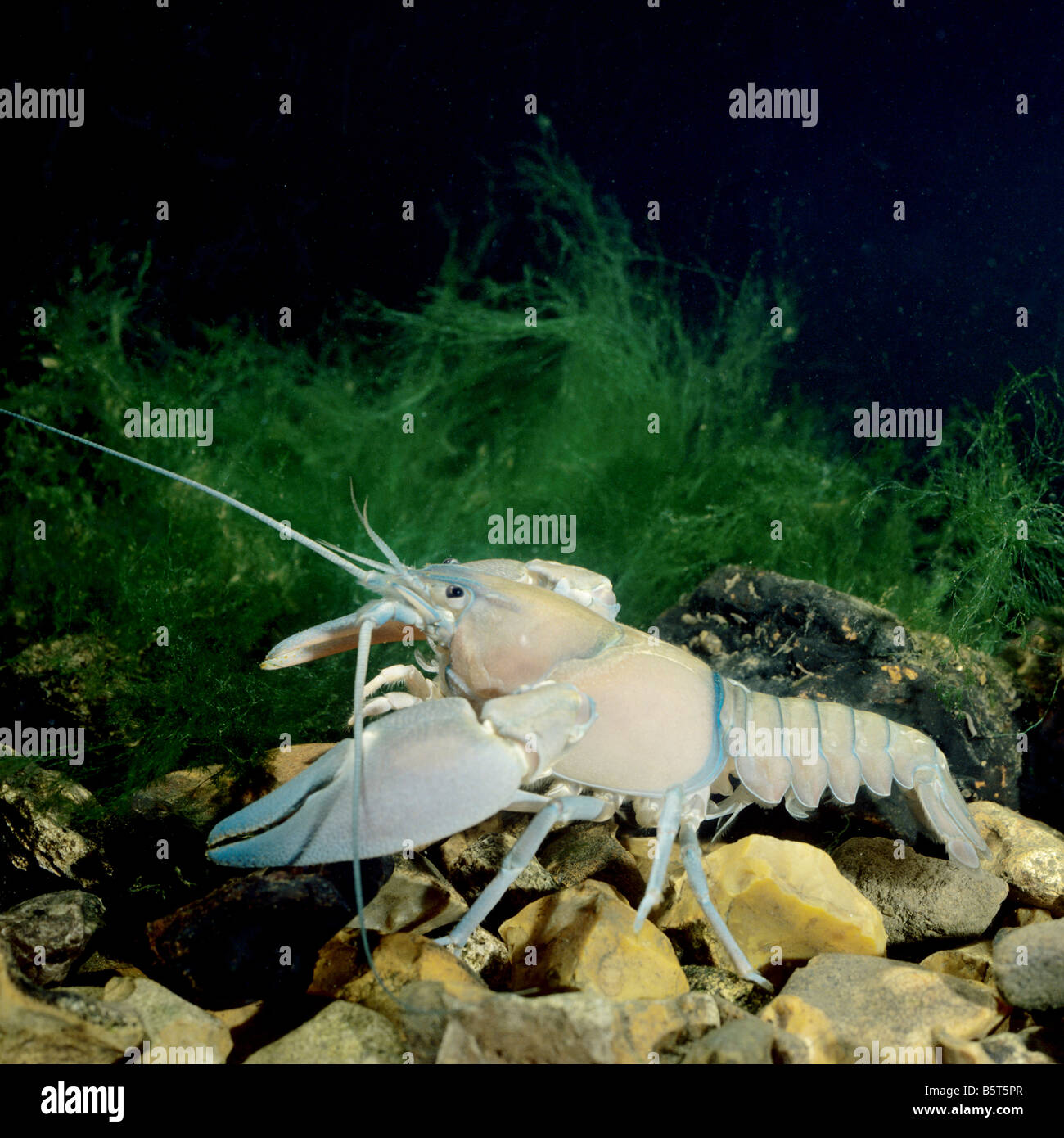 Signal or American Pacific crayfish Pacifastacus leniusculus underwater ...