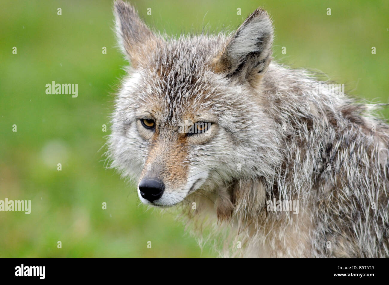 Coyote alaska hi-res stock photography and images - Alamy