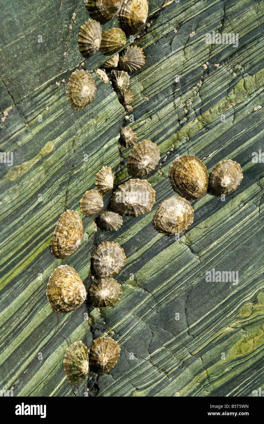 Limpet uk hi-res stock photography and images - Alamy