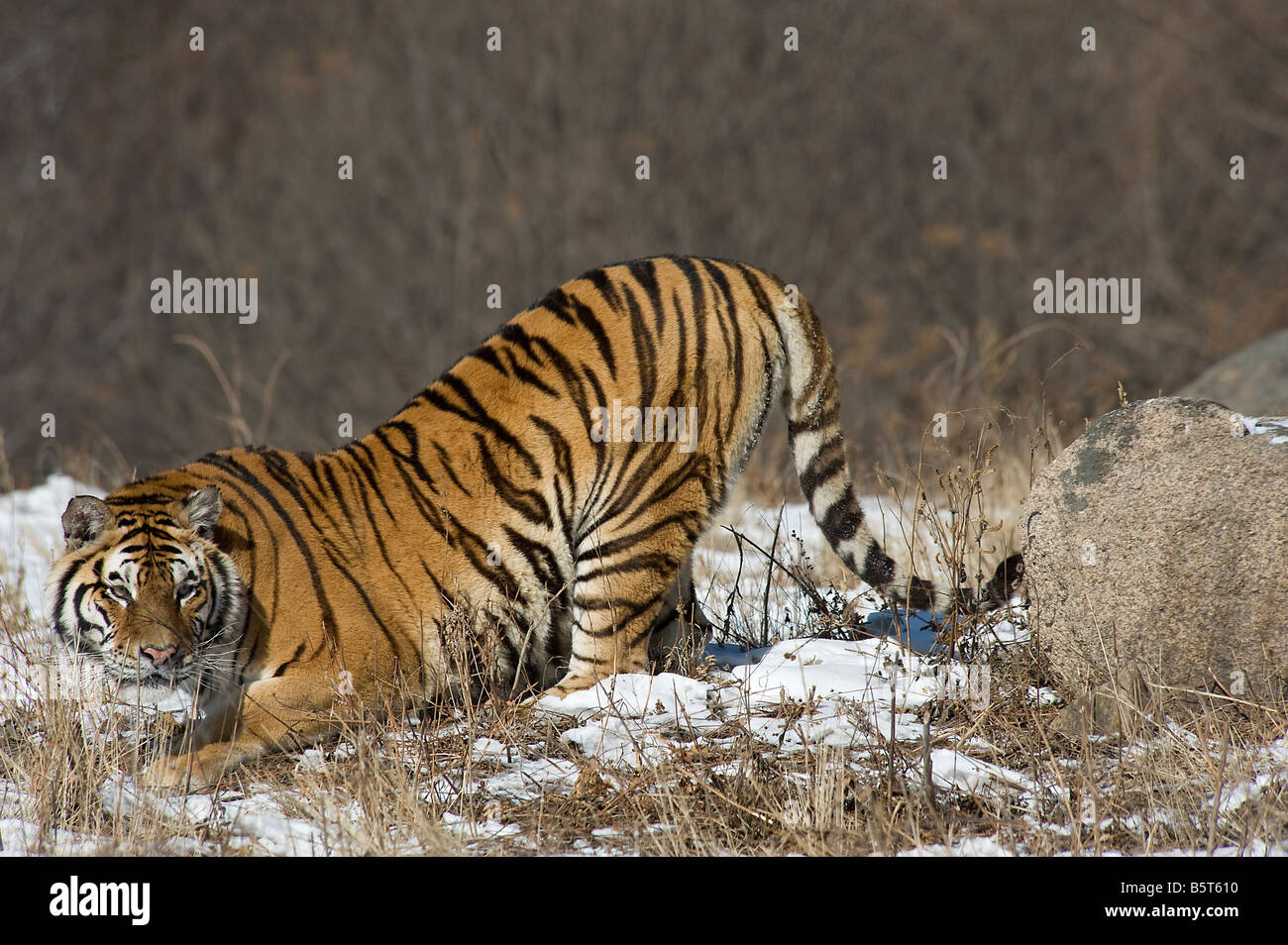 Tiger Crouching