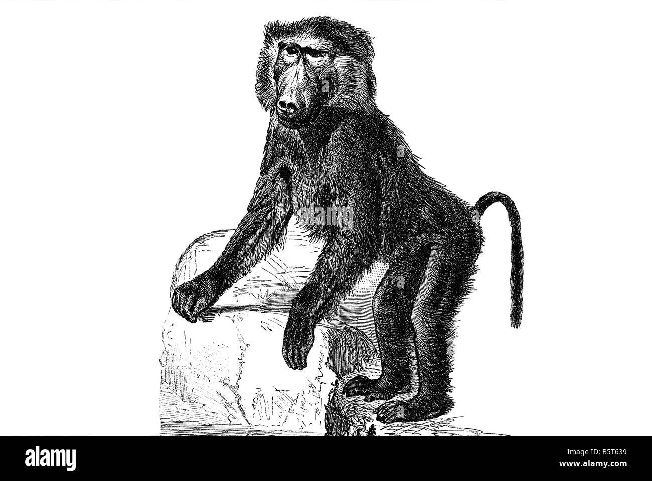 Ape creature hi-res stock photography and images - Alamy