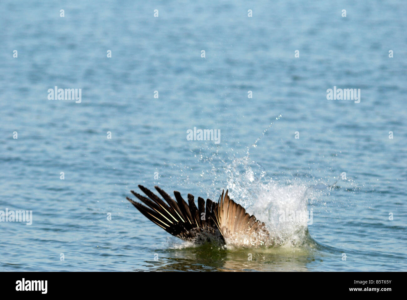 Brown Pelican Diving Stock Photo - Alamy