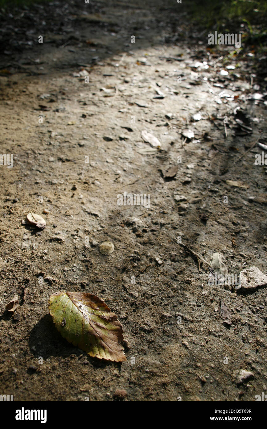 one single fallen leaf on country path surface in sun Stock Photo - Alamy