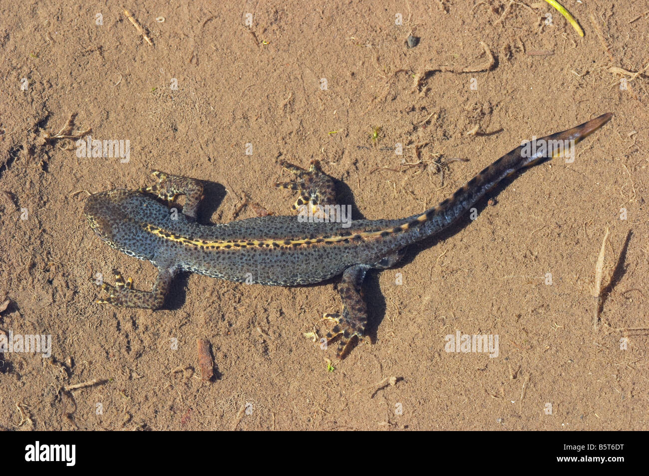 Mesotriton alpestris hi-res stock photography and images - Alamy
