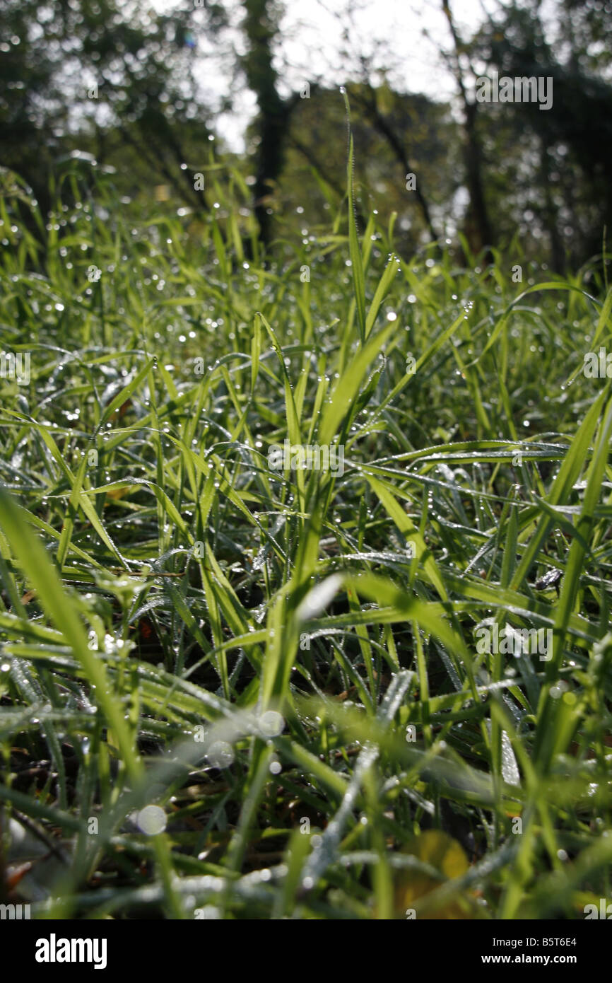 long grass covered with dew in field in country Stock Photo - Alamy