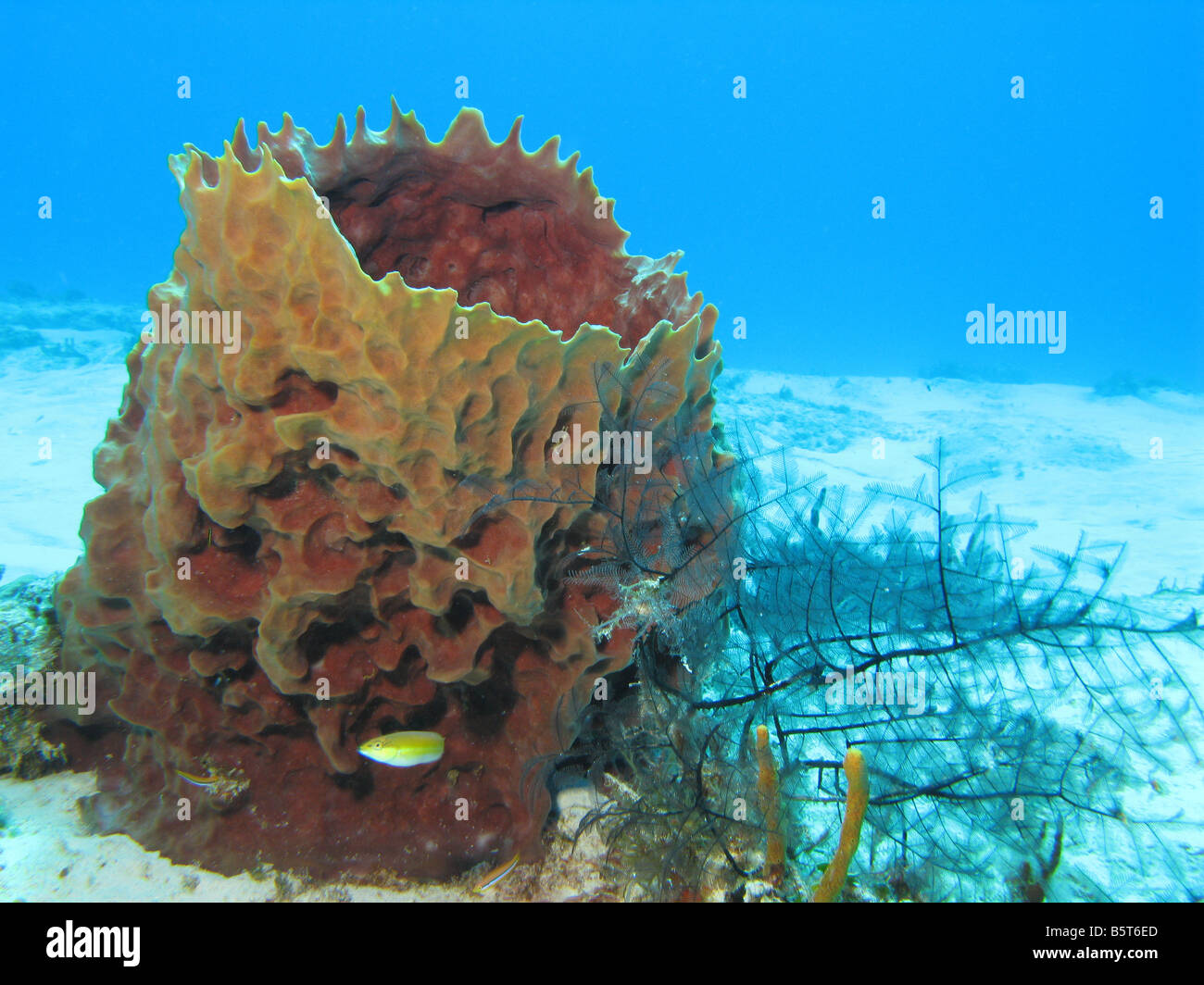 Red sea sponge barrel blue hi-res stock photography and images - Alamy