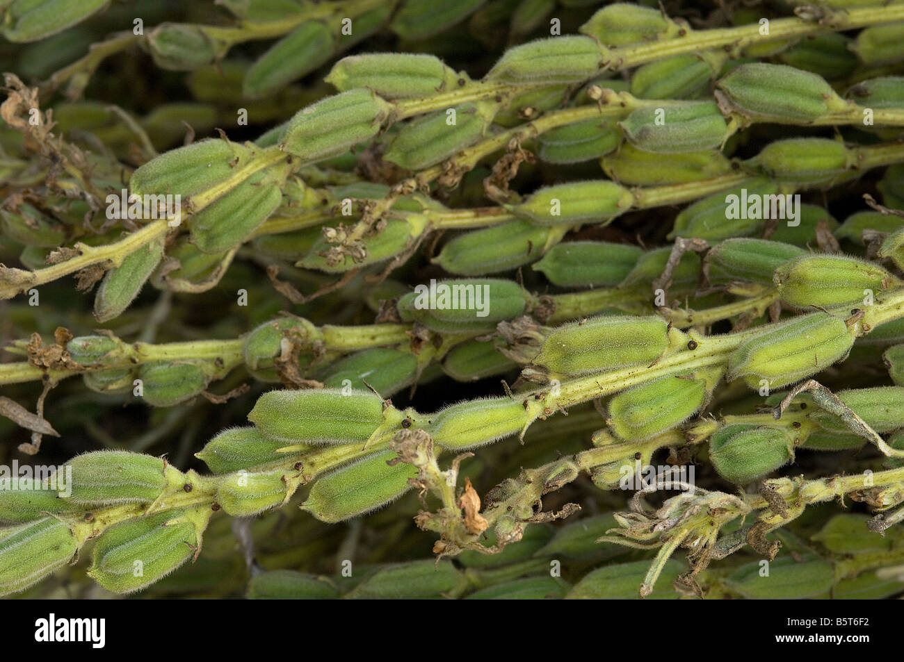 Sesamum indicum hi-res stock photography and images - Alamy