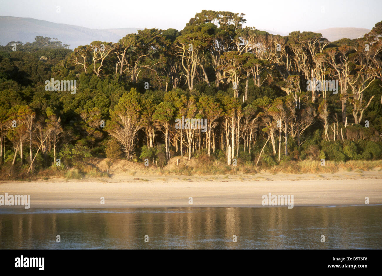 Typical native forrest or Bush on the west coast of the South Island of ...