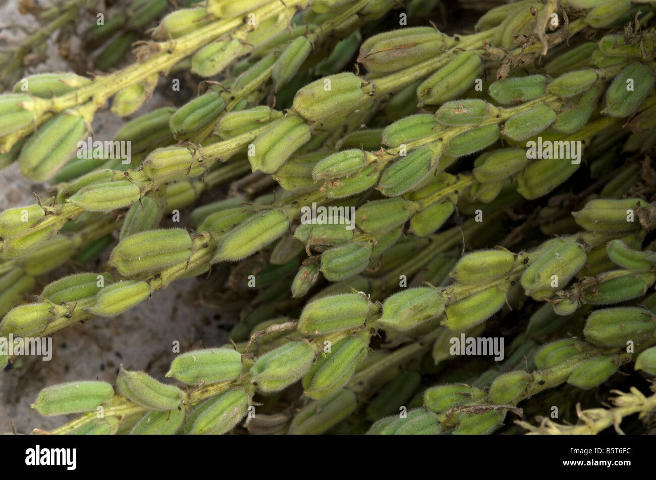Sesamum indicum hi-res stock photography and images - Alamy