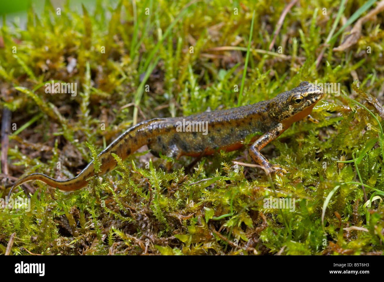 Triturus (Lissotriton) montandoni, Carpathian Newt male Stock Photo - Alamy