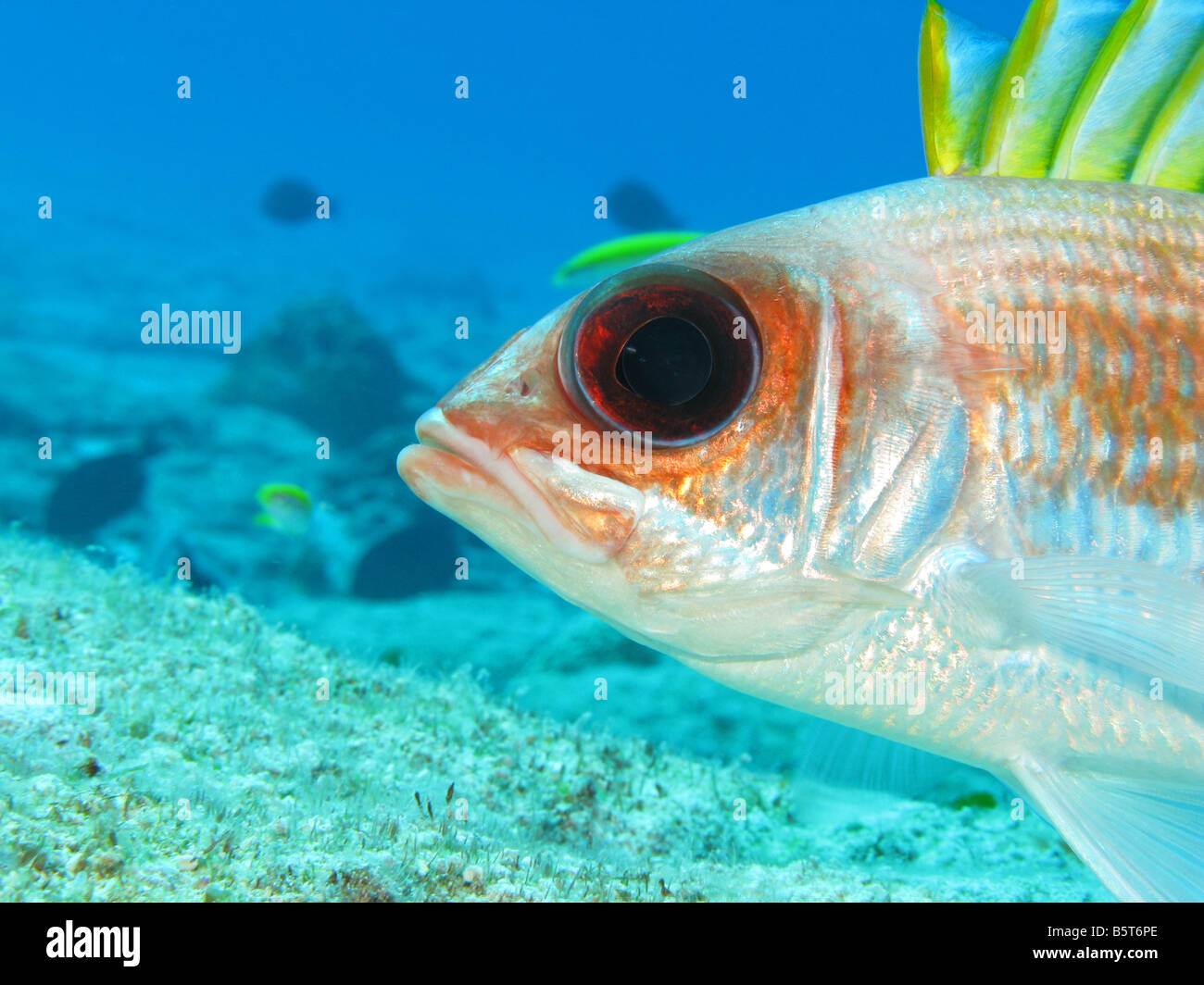 Big eye fish hi-res stock photography and images - Alamy