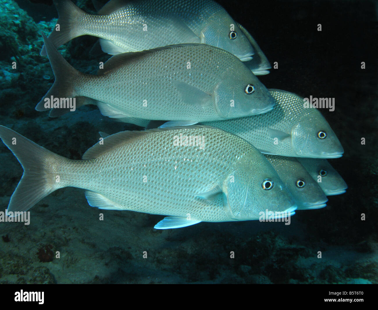 Margate Fish High Resolution Stock Photography and Images - Alamy