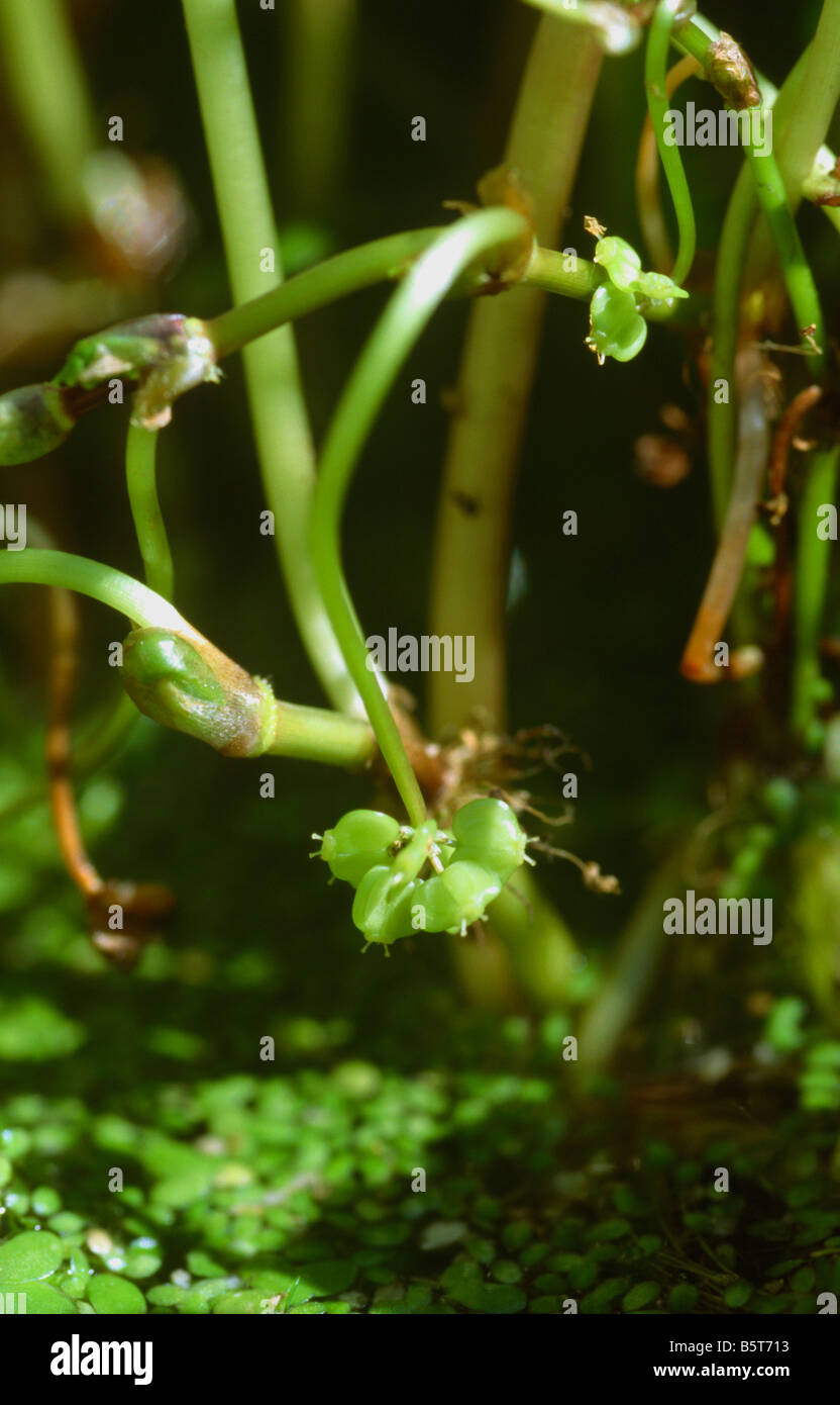 Fruit of floating pennywort Hydrocotyle ranunculoides an invasive ...