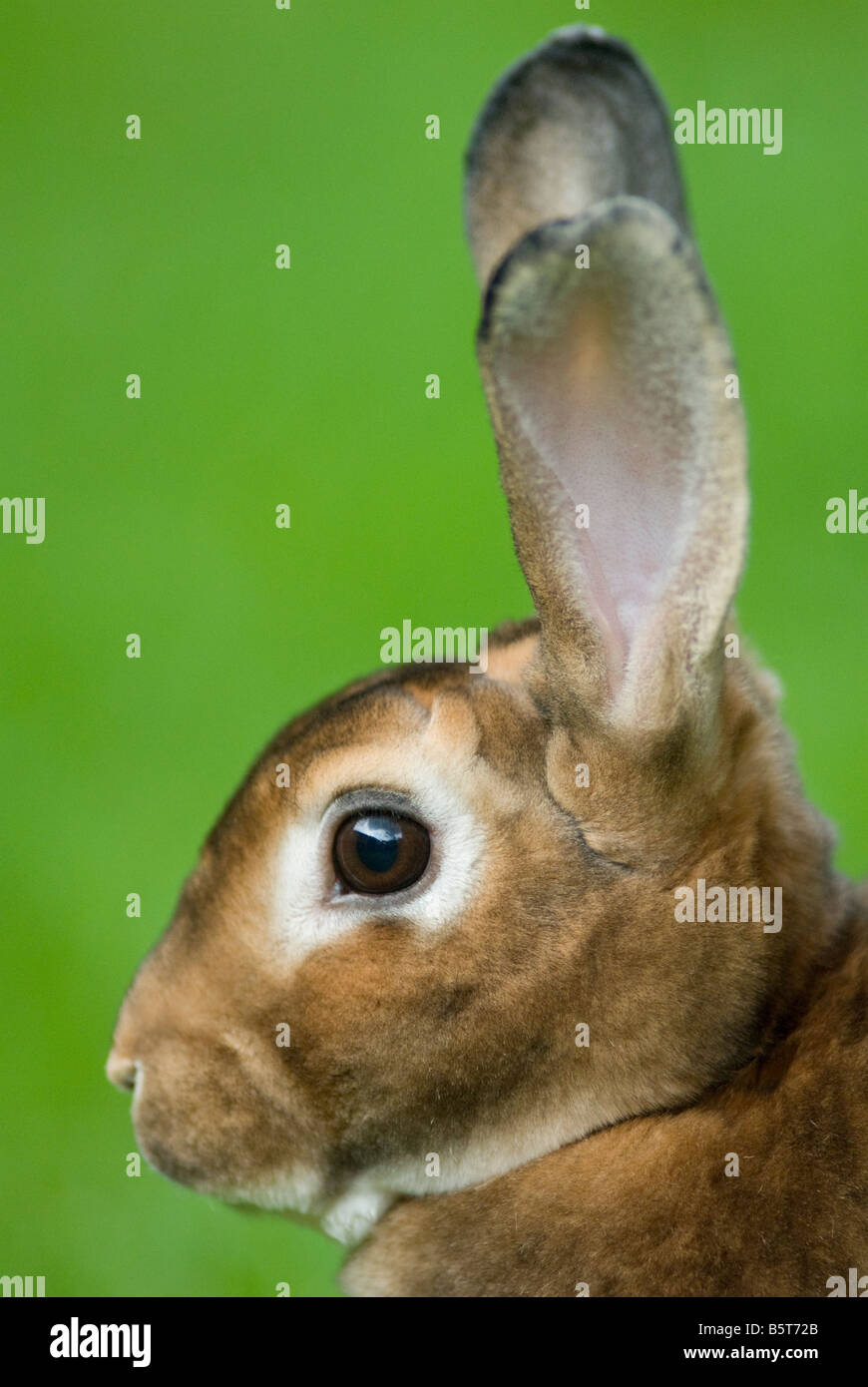 Rex rabbit hi-res stock photography and images - Alamy