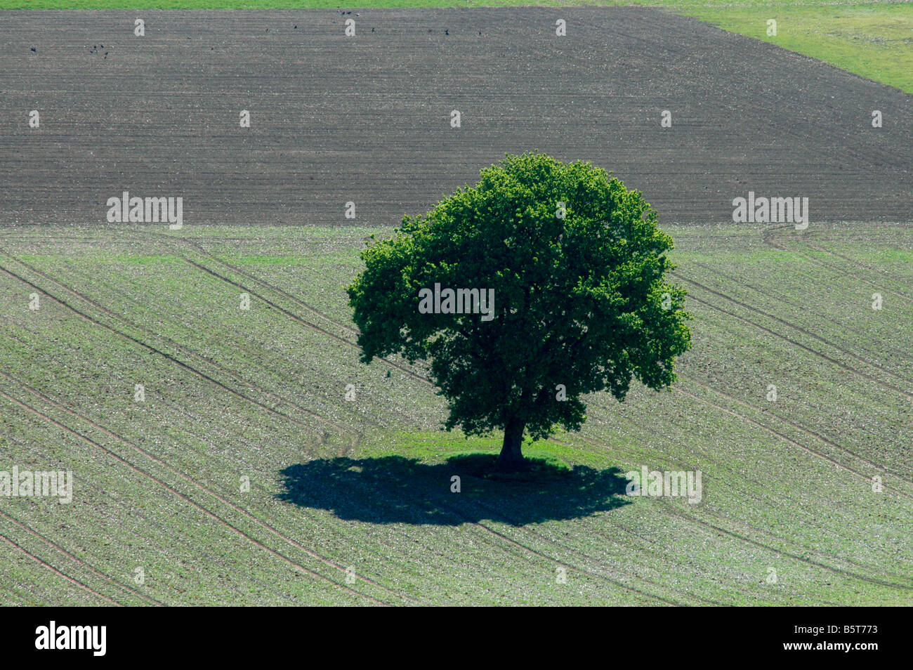 Solitary trees hi-res stock photography and images - Alamy