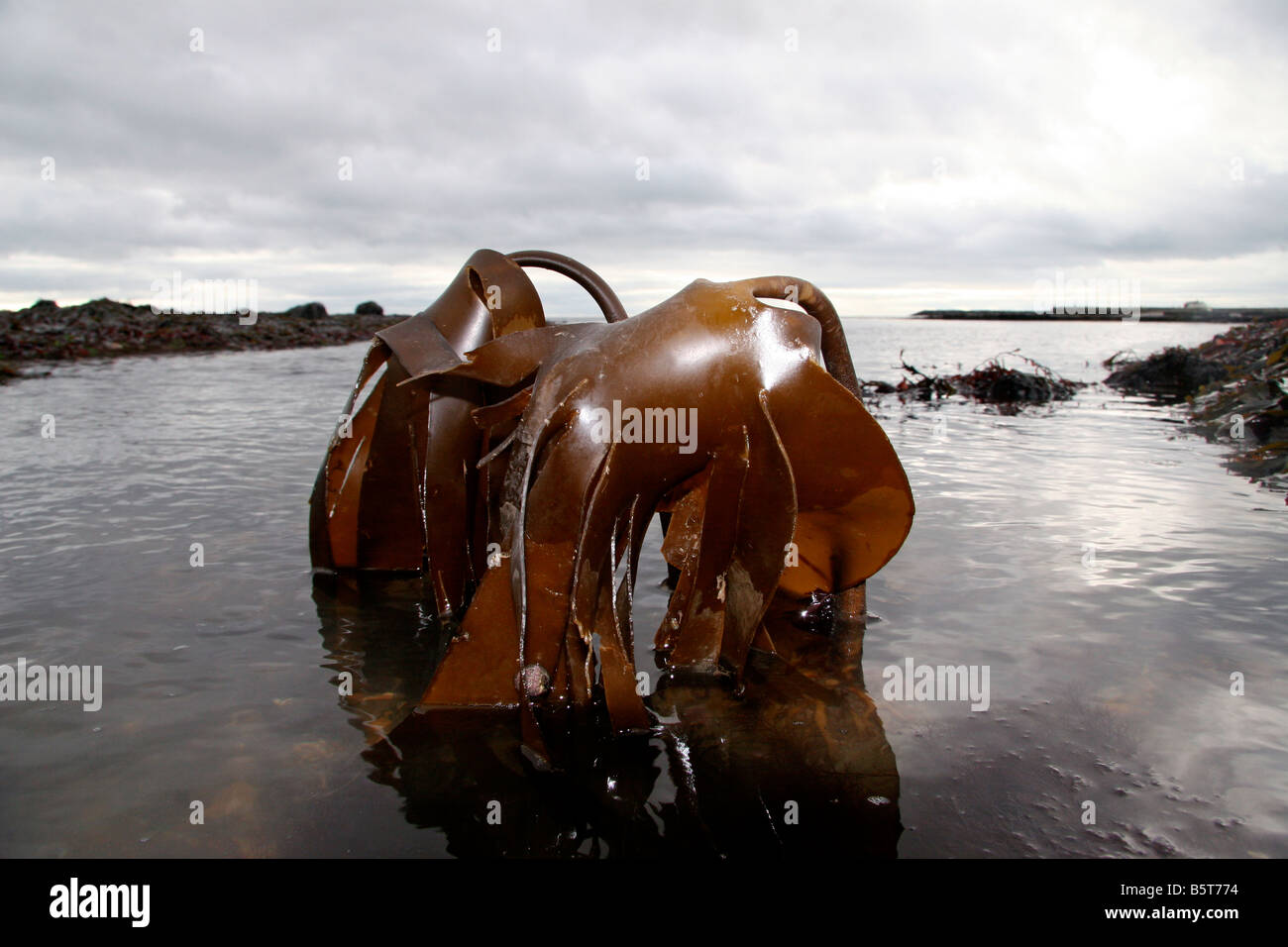 Seaweed in the sea close-up on the beach Stock Photo - Alamy