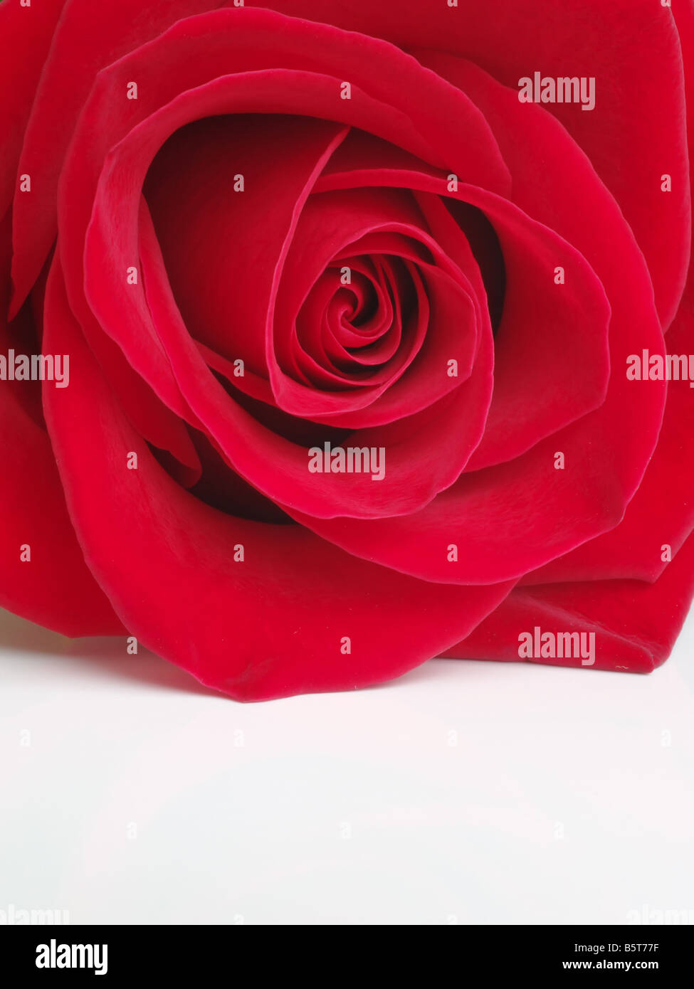 Red rose isolated on white Stock Photo - Alamy