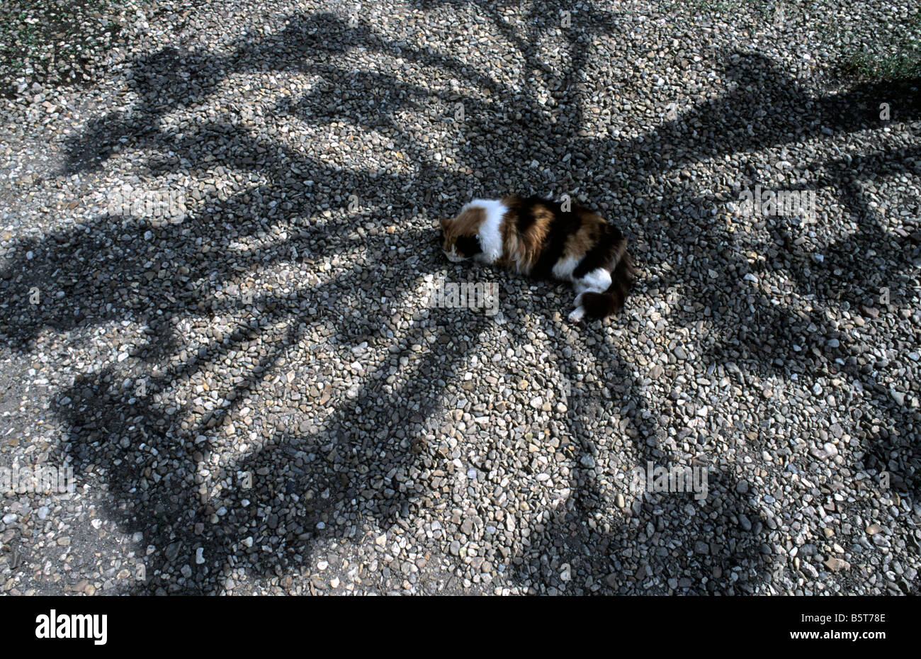 Tortoiseshell cat sleeping in shadow of pollarded Lime tree Stock Photo ...