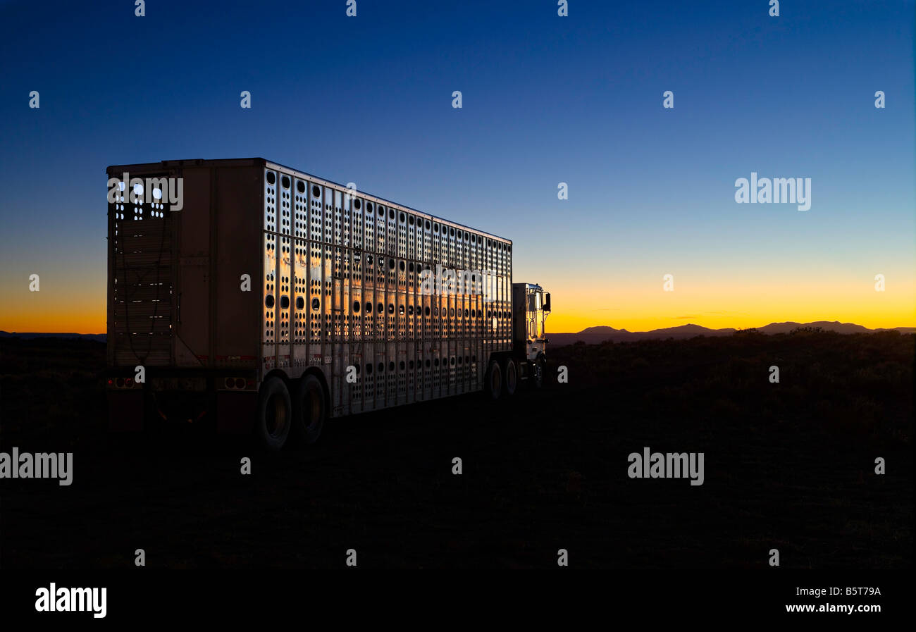 Cattle ranch desert hi-res stock photography and images - Alamy