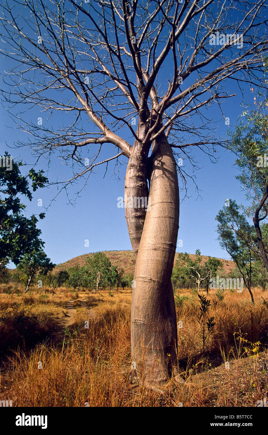 Boab trees, outback Australia Stock Photo - Alamy