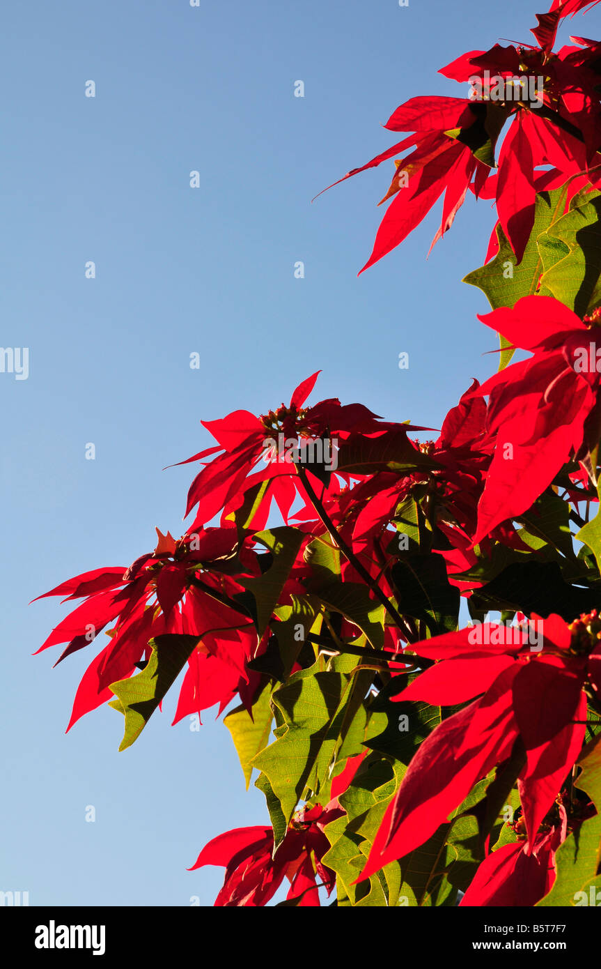 Red poinsettia in flower Stock Photo - Alamy