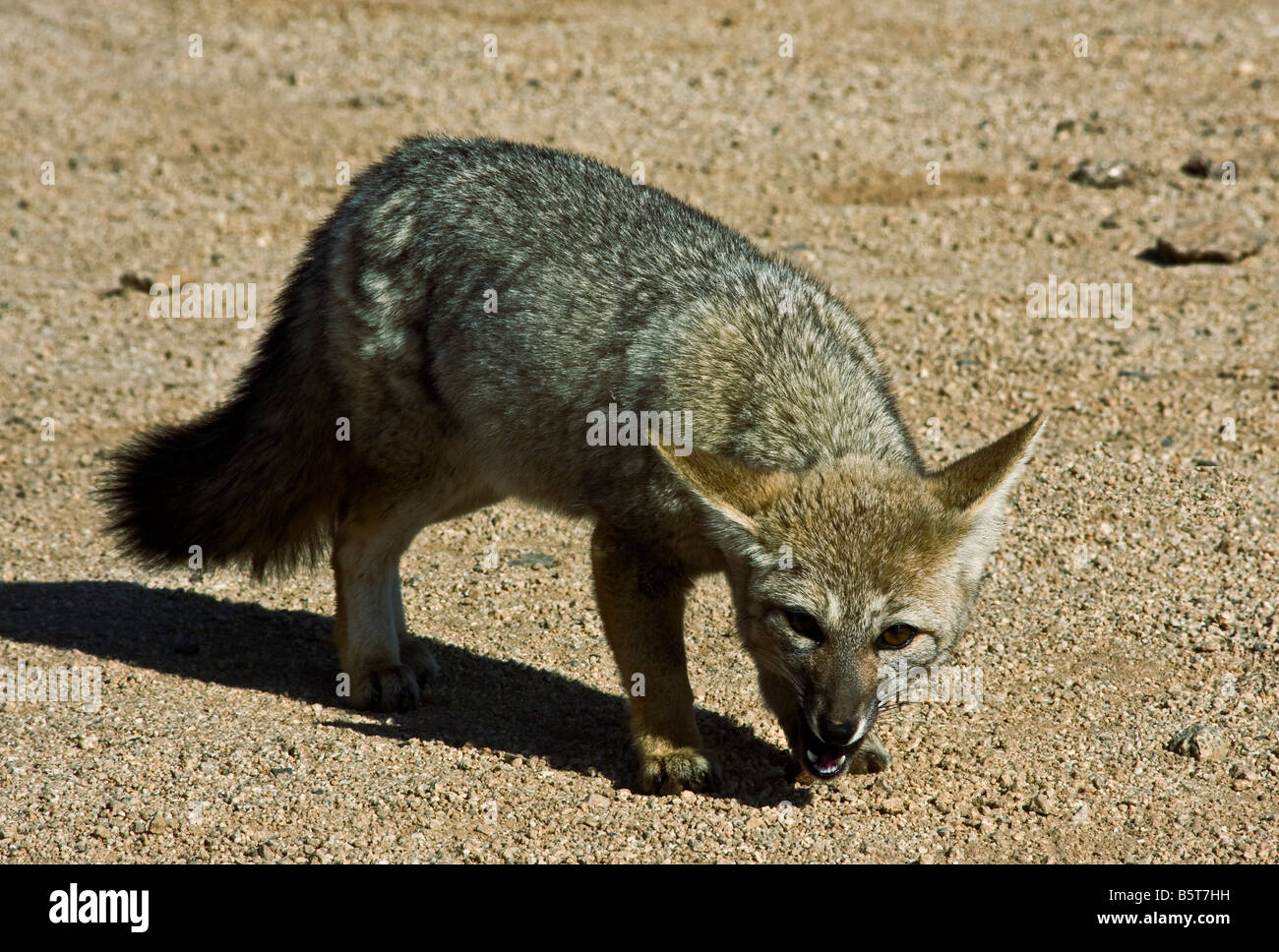 Desert fox chile hi-res stock photography and images - Alamy