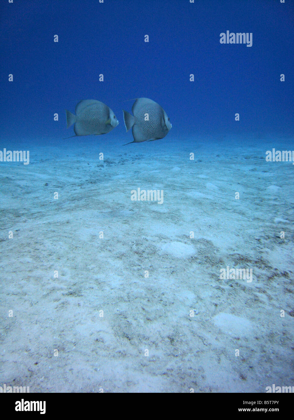 Two Angel Fish High Resolution Stock Photography and Images - Alamy