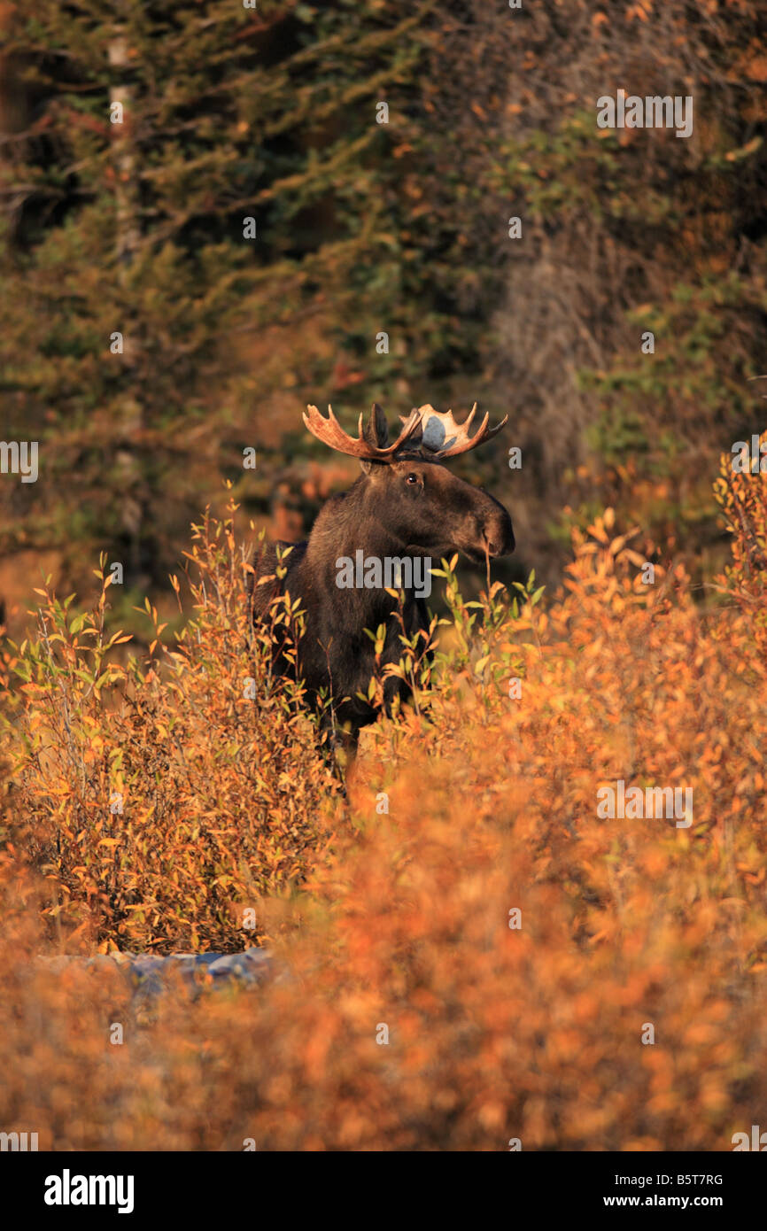 Bull moose fall teton national park hi-res stock photography and images ...