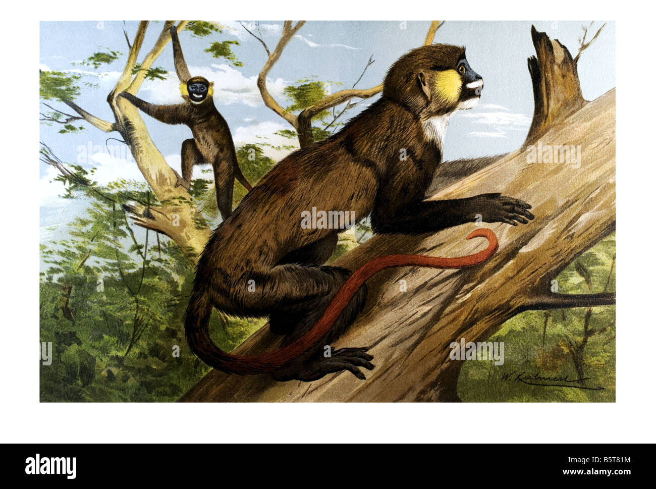 Moustached Monkey, Cercopithecus cephus, Moustached Guenon, Red-eared ...