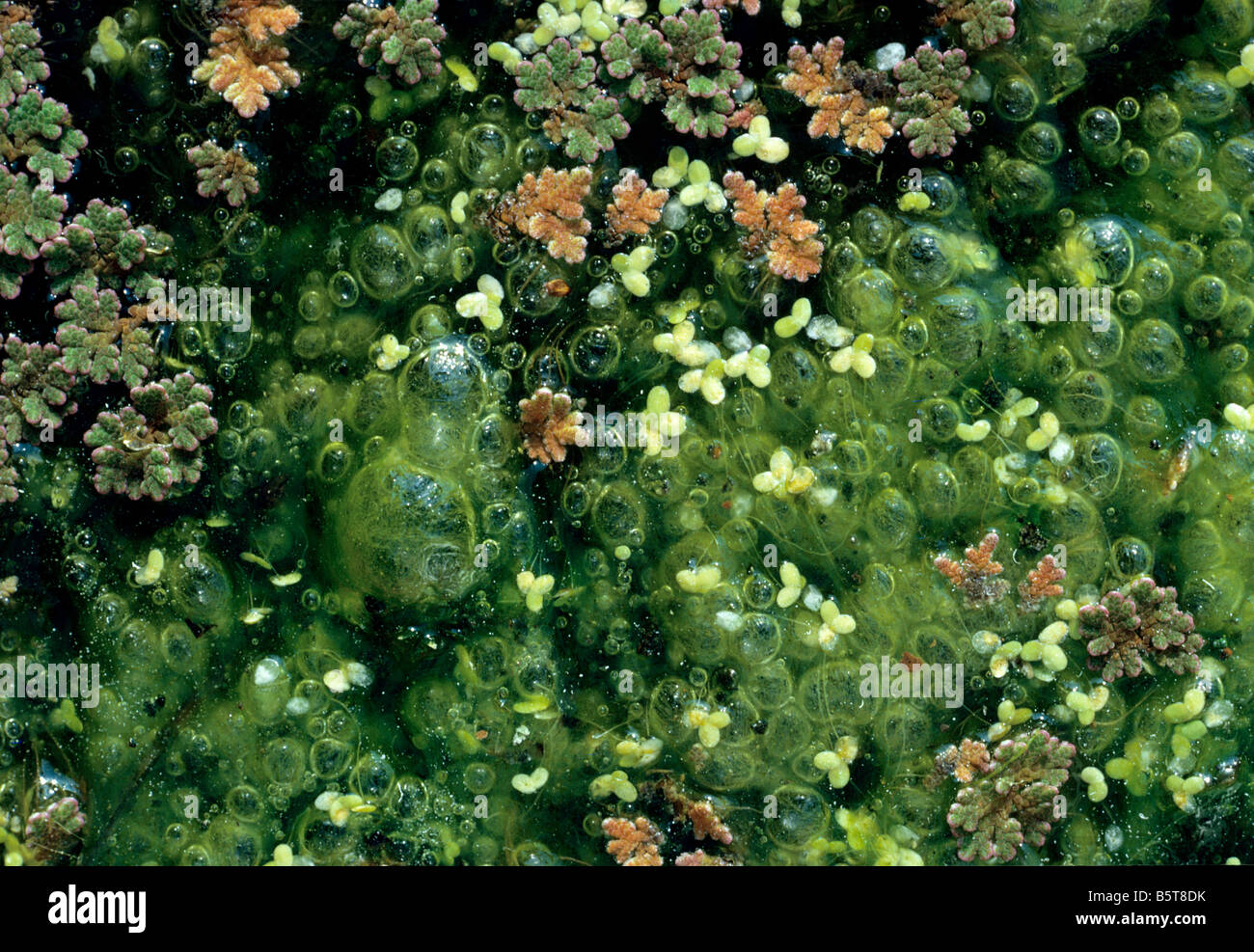 Filamentous alga Spirogyra with Azolla & Lemna Stock Photo - Alamy