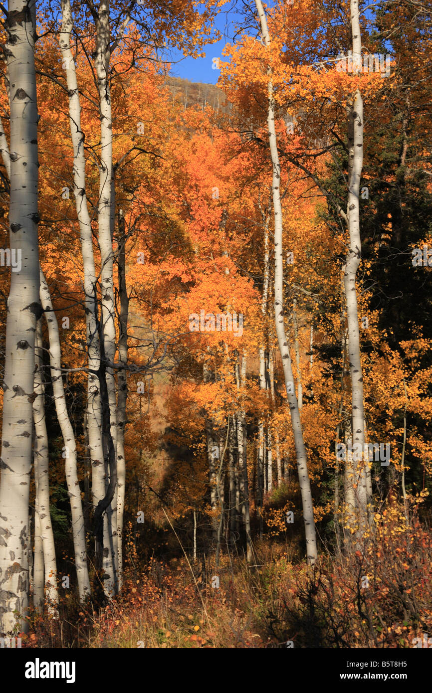 Aspen golden color hi-res stock photography and images - Alamy