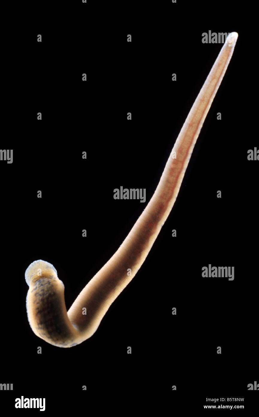 Freshwater leech Erpobdella octoculata feeds on insect larvae Stock ...