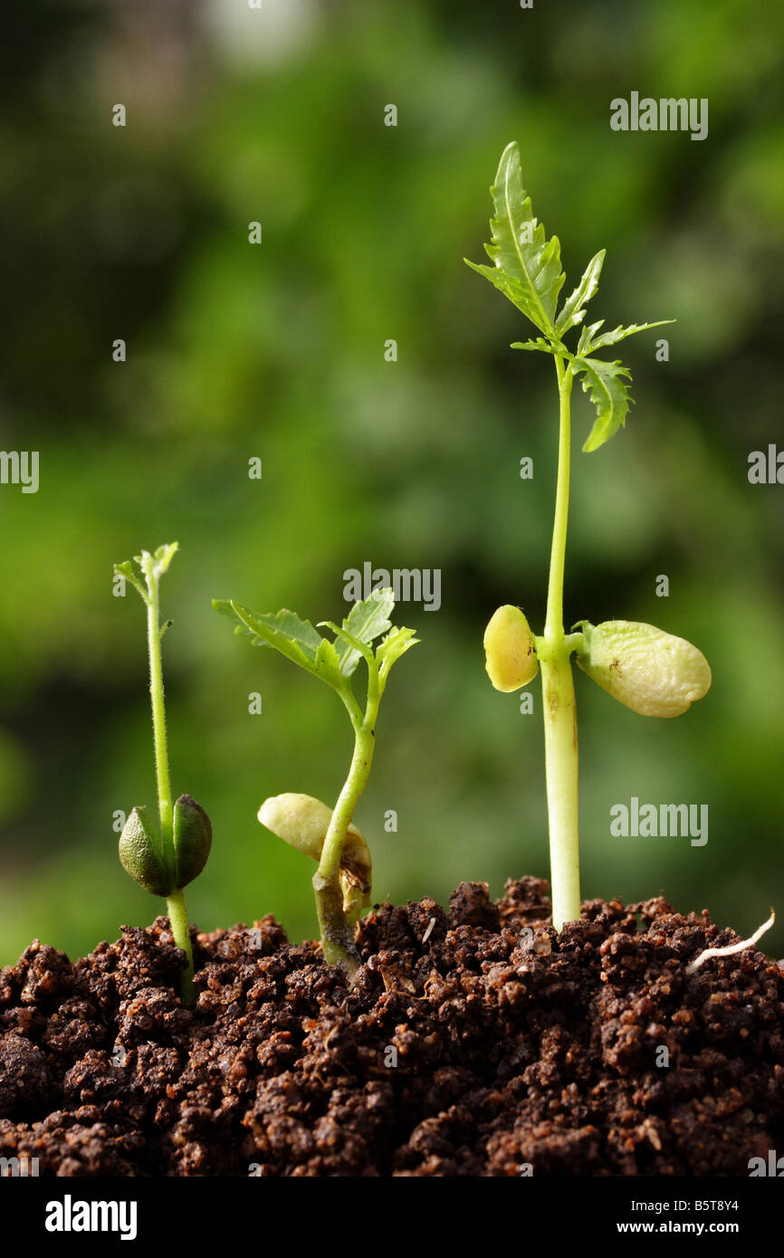 Seed Growth Stages High Resolution Stock Photography and Images - Alamy
