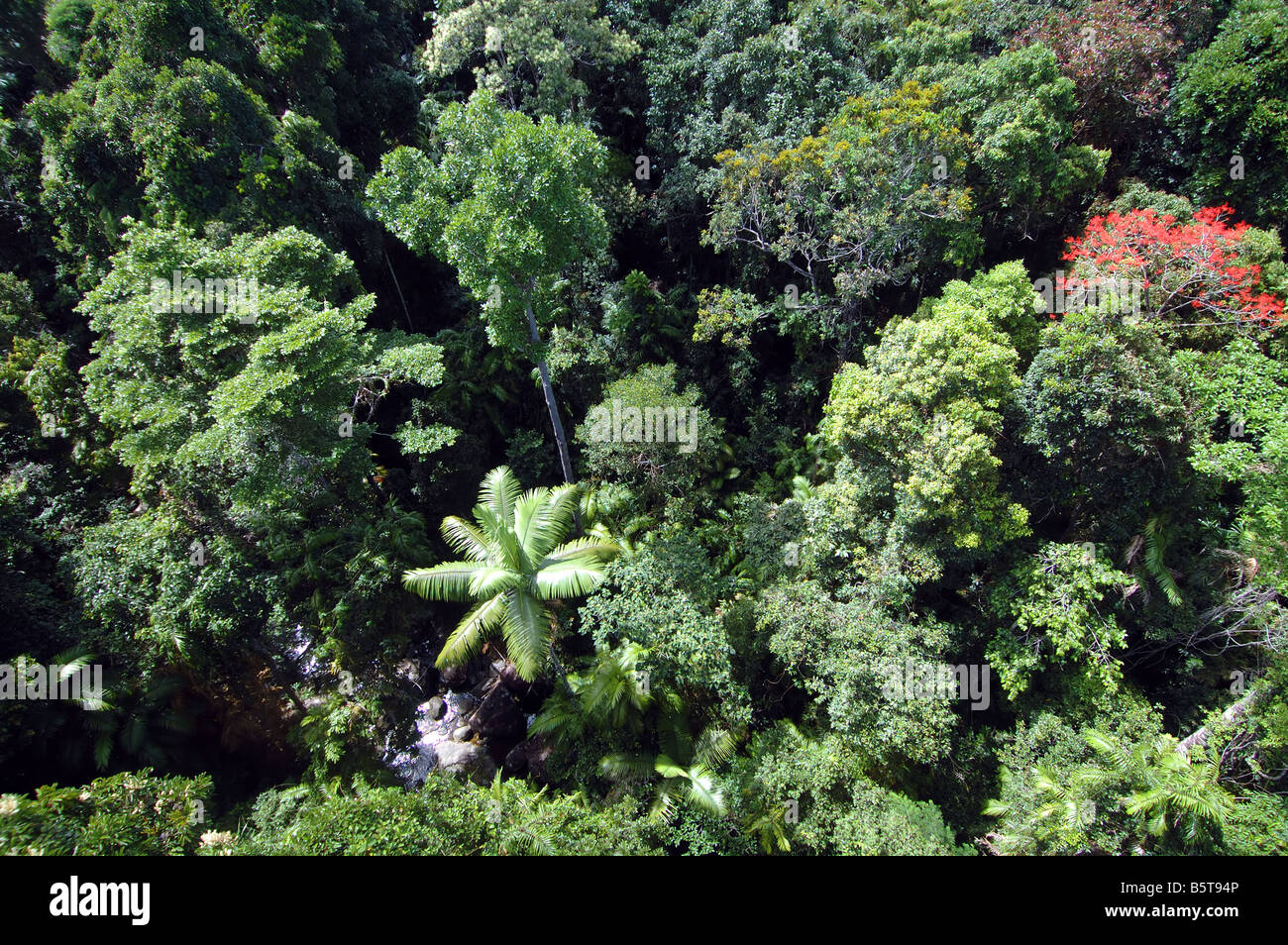 Aerial view of rainforest canopy near Cape Tribulation Daintree ...