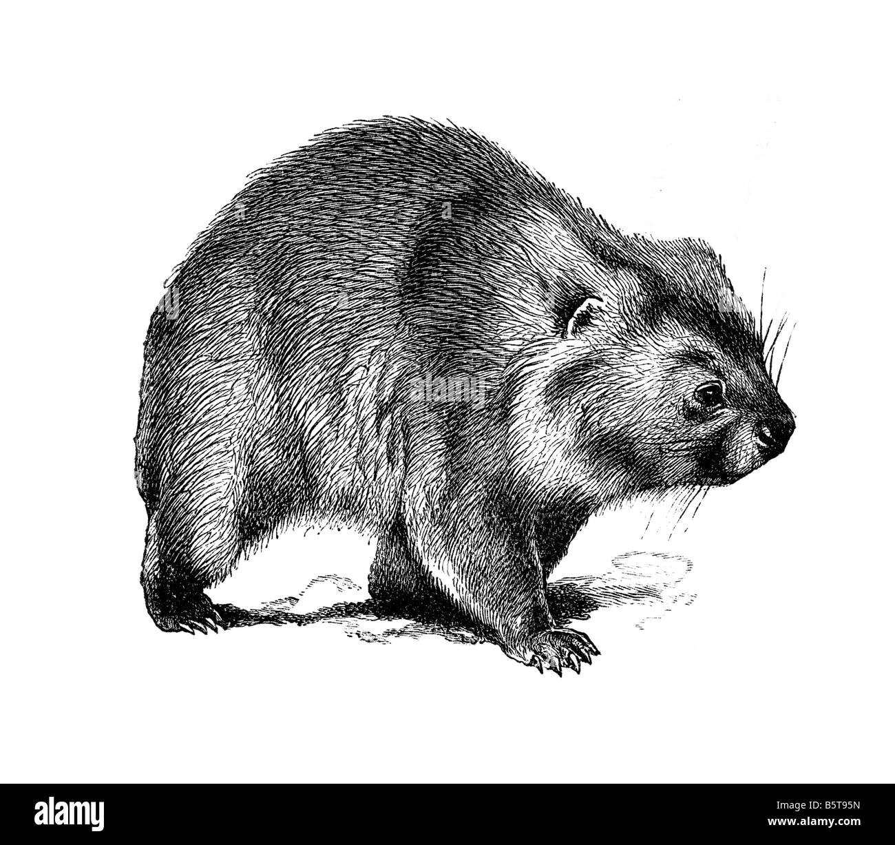 Marsupials Black and White Stock Photos & Images - Alamy
