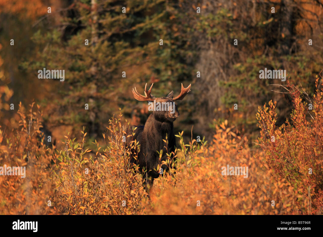 Bull moose in fall hi-res stock photography and images - Alamy