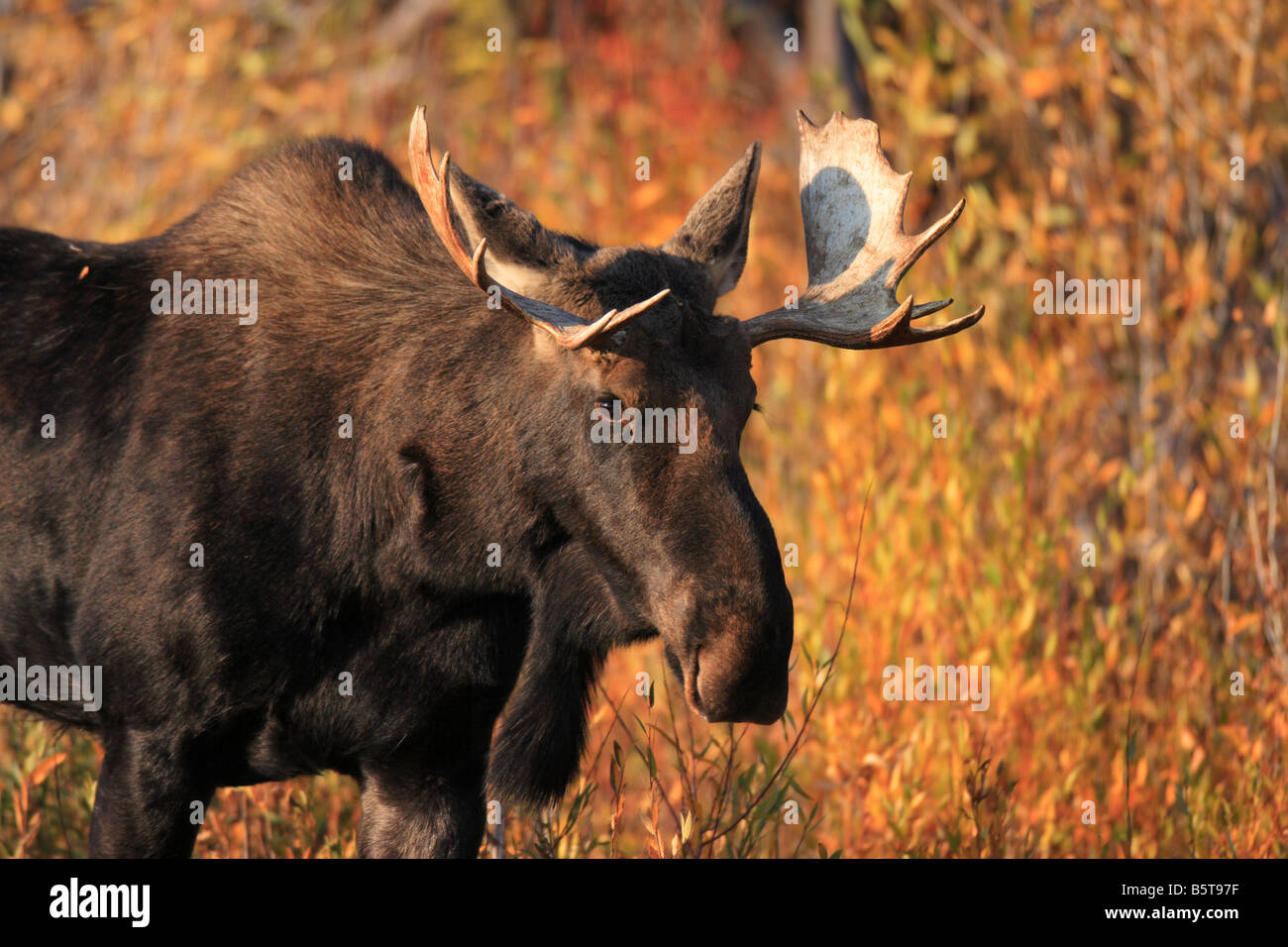 Bull moose in fall hi-res stock photography and images - Alamy
