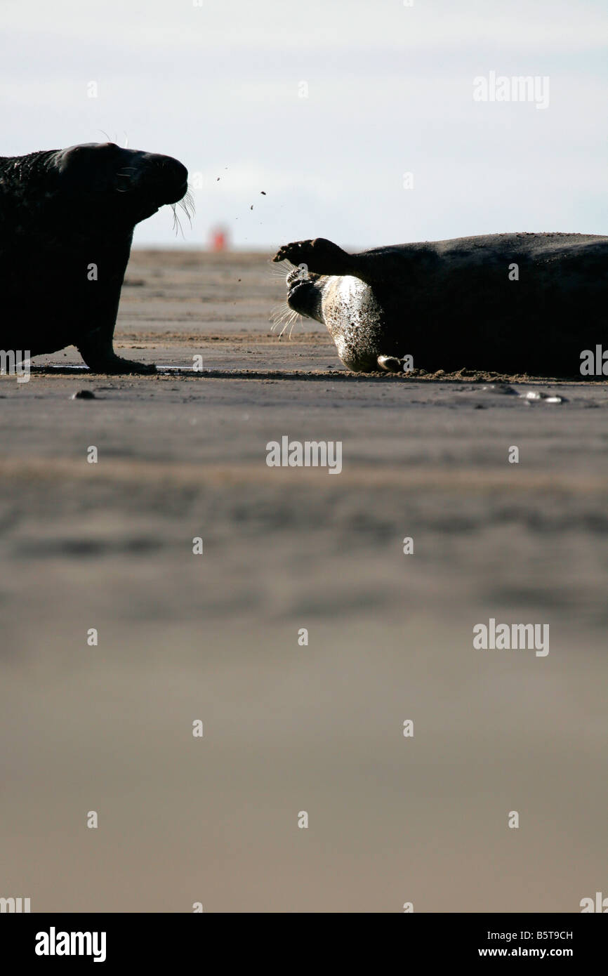 Two grey seals Stock Photo - Alamy