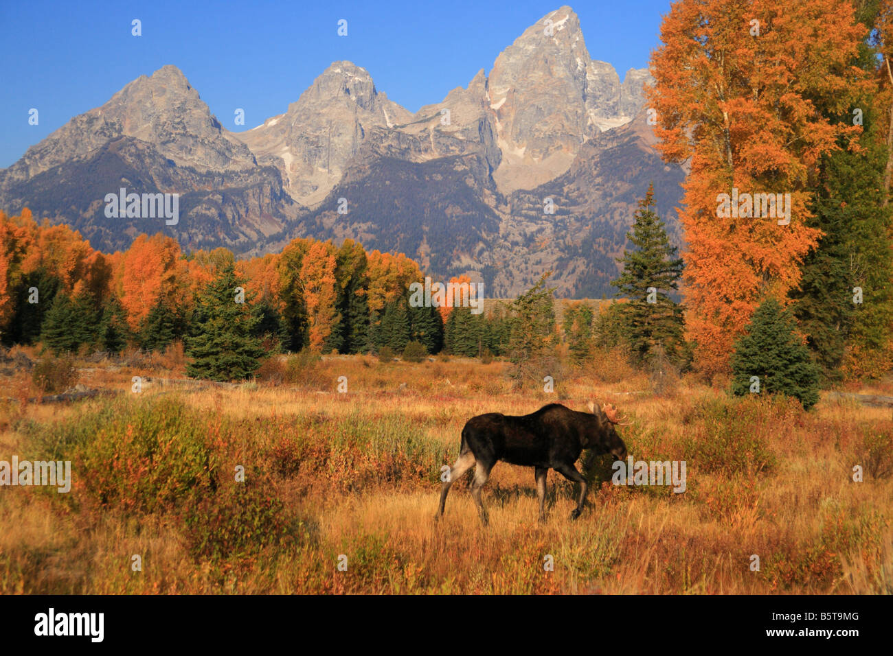 Bull moose in the meadow hi-res stock photography and images - Alamy