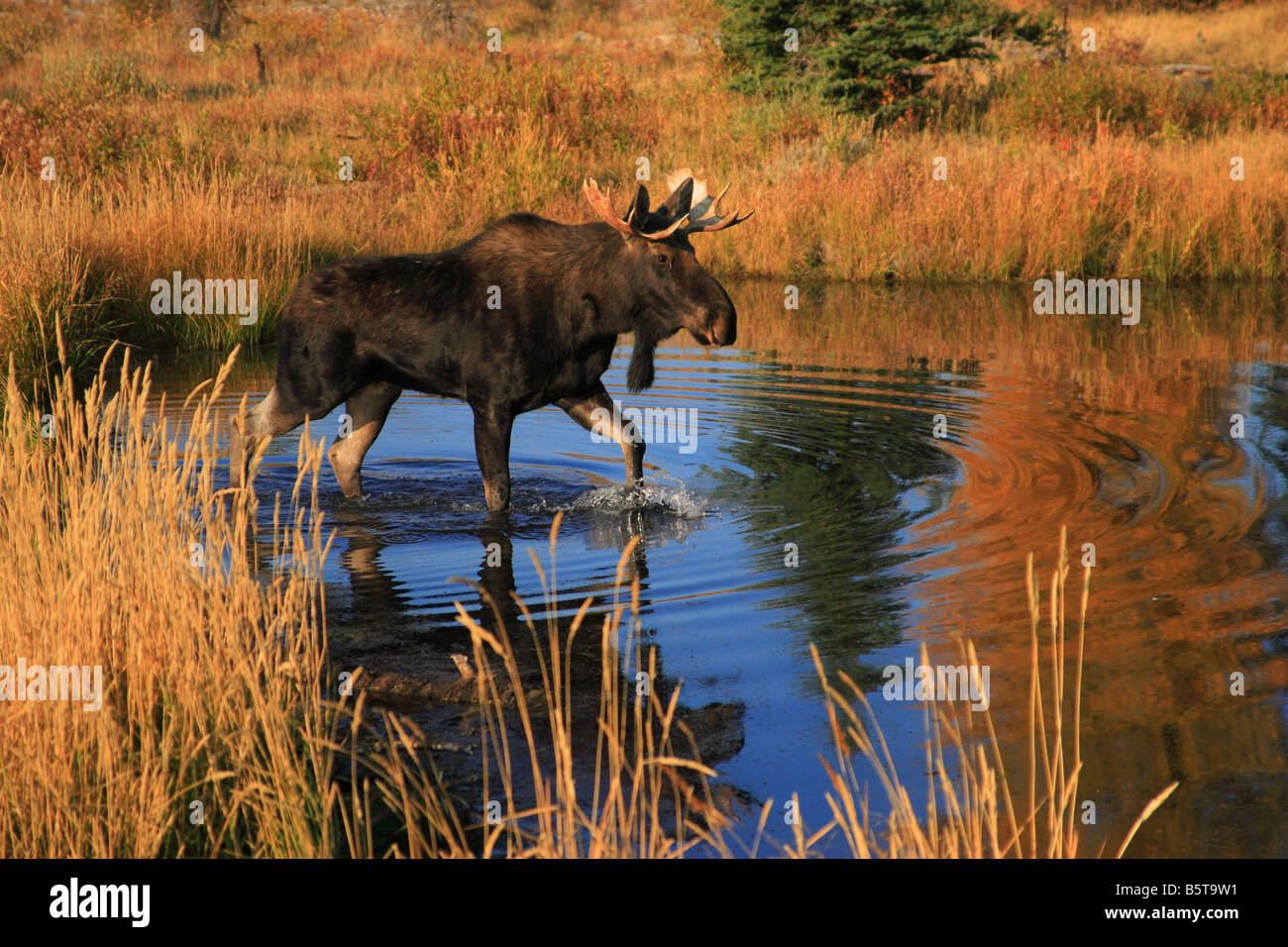 Bull pond hi-res stock photography and images - Alamy