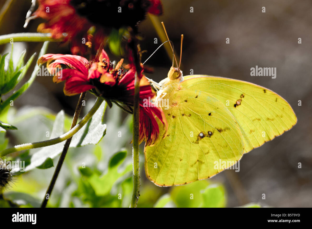 Cloudless Sulphur Butterfly on Flower Stock Photo - Alamy