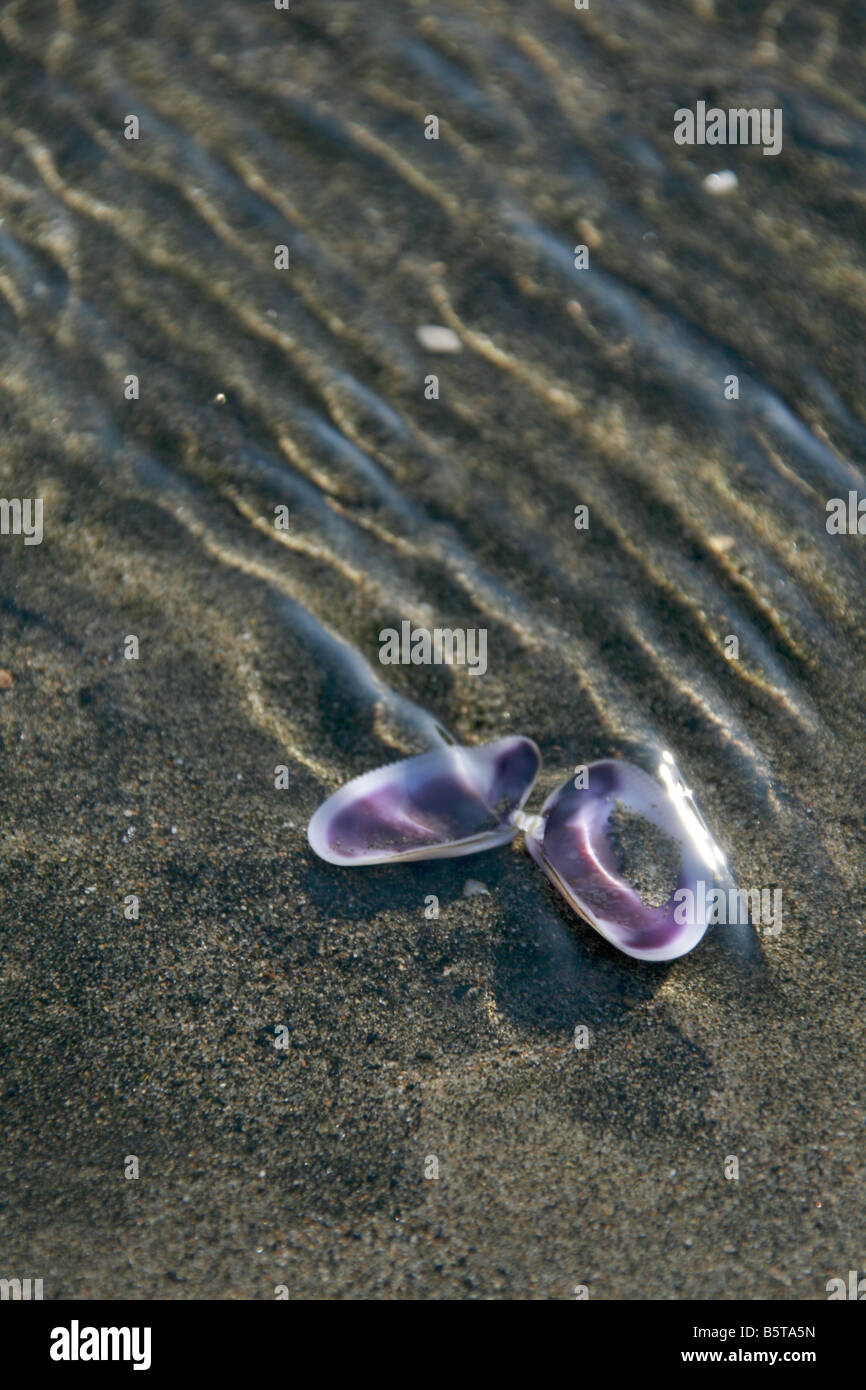 one open sea shell washed up on sandy beach shore Stock Photo - Alamy